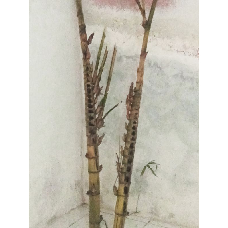 Jual mustika bambu pagoda combong Rogo Sukmo asli original alam (khusus kerejekian dari 4 ...