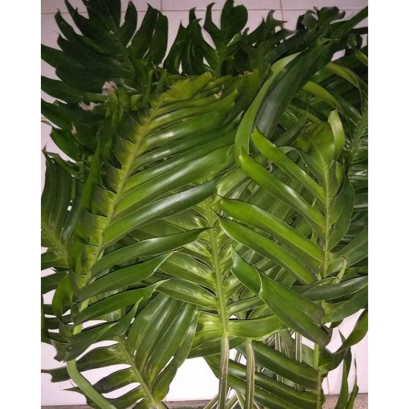 Jual daun ekor naga segar fresh 500gr | Shopee Indonesia