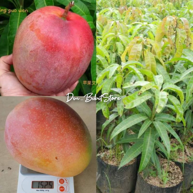Jual Bibit Mangga Import R2E2 Unggul Cepat Berbuah | Shopee Indonesia