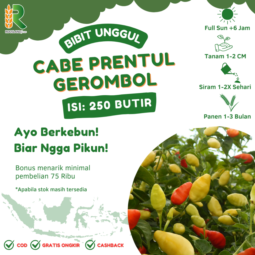 Jual (250 BUTIR) BIJI BENIH CABE RAWIT PRENTUL GEROMBOL UNGGULAN ...