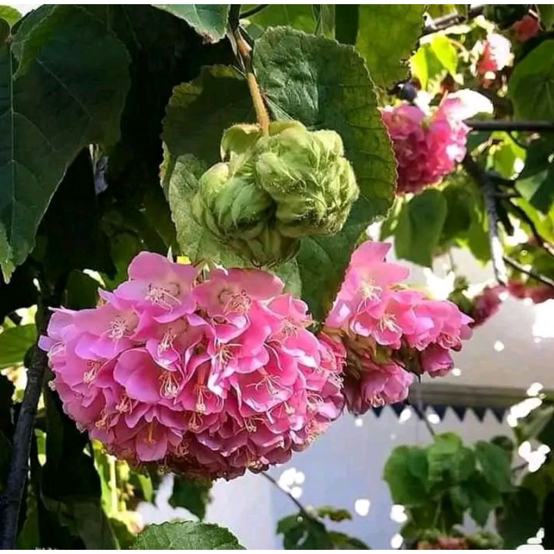 Jual dombeya caeyupxi beli 10 gratis 1 jadi 11 pohon | Shopee Indonesia