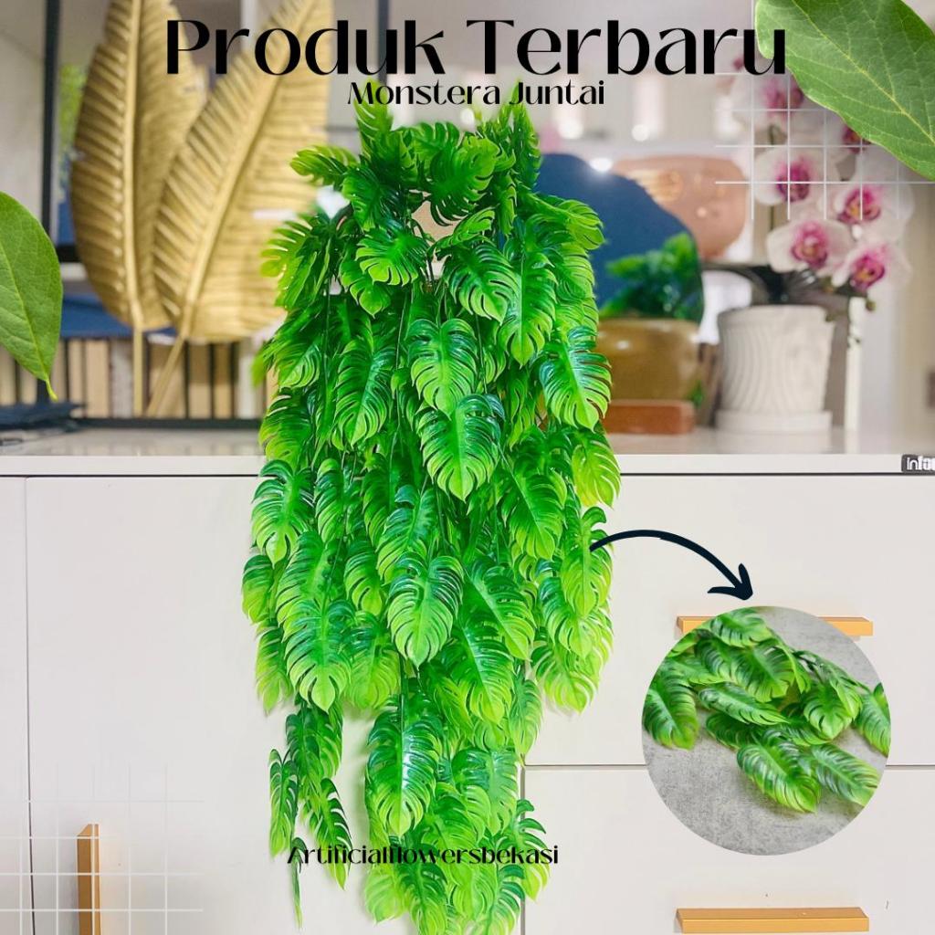 Jual DAUN MONSTERA JUNTAI tanpa vas daun monstera hijau juntai rimbun ...