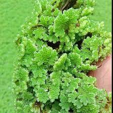 Jual Azolla microphylla / azola / bibit azolla / indukan azola BIBT ...