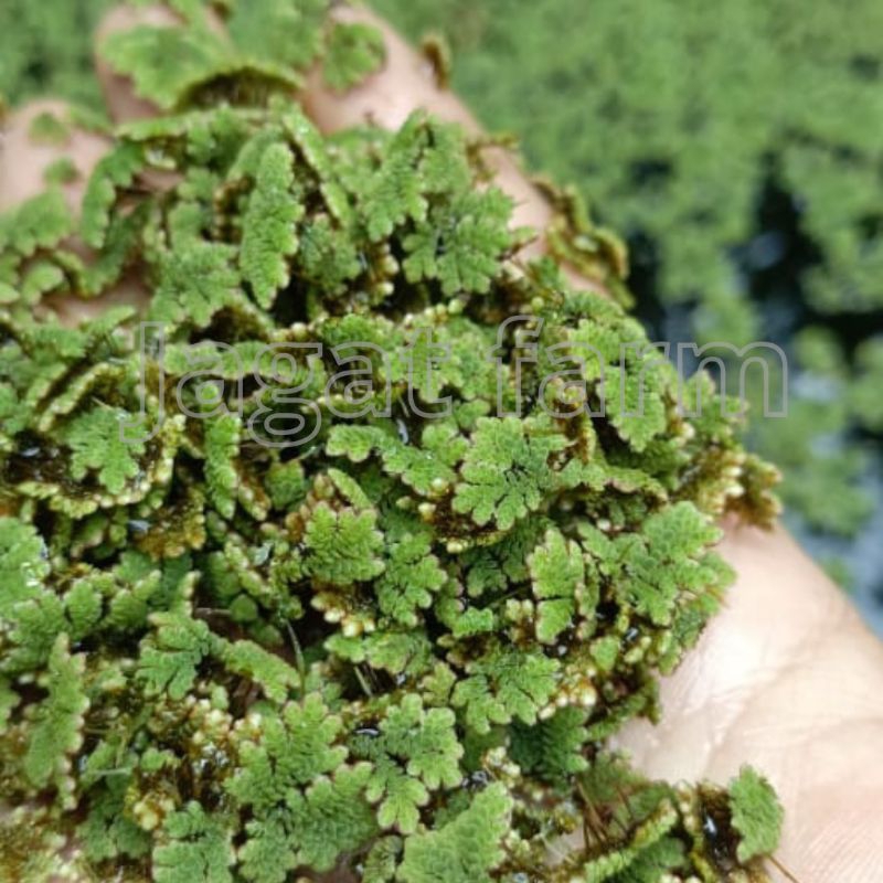 Jual Azolla Purwodadi | 500gram untuk pakan ikan dan ternak | Shopee ...