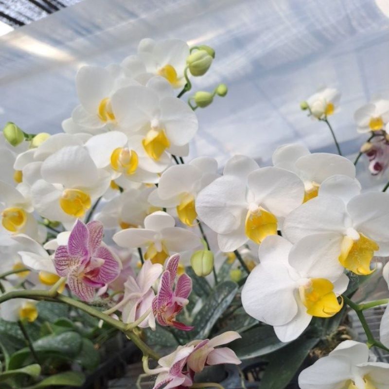 Jual Anggrek Bulan Mini Super Kemeruyuk | Shopee Indonesia