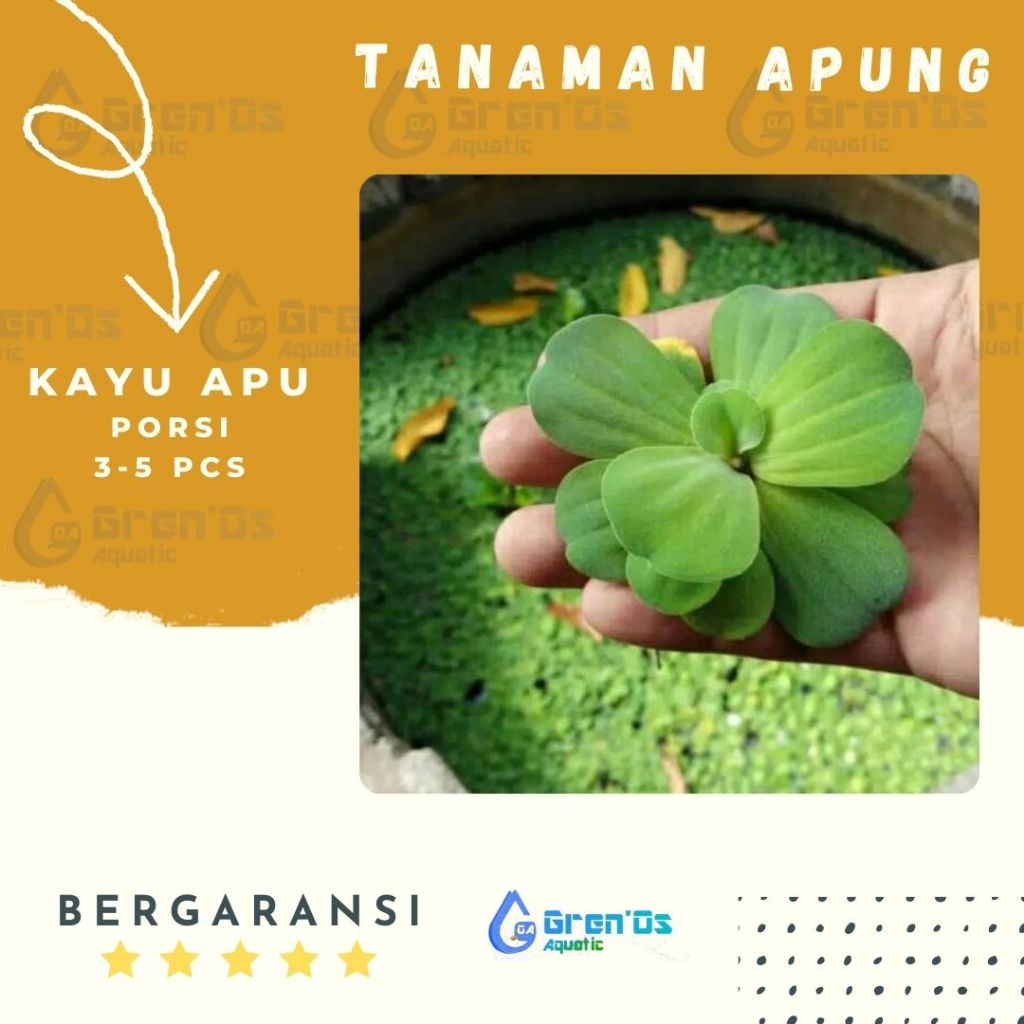 Jual Kayu Apu Tanaman Apung Floting Plant Aquascape Aquarium Akuarium ...