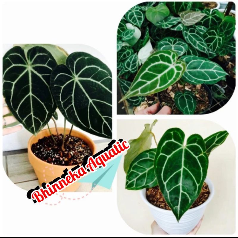 Jual Tanaman Hias Kuping Gajah Anthurium Crystallinum Pohon Bunga ...