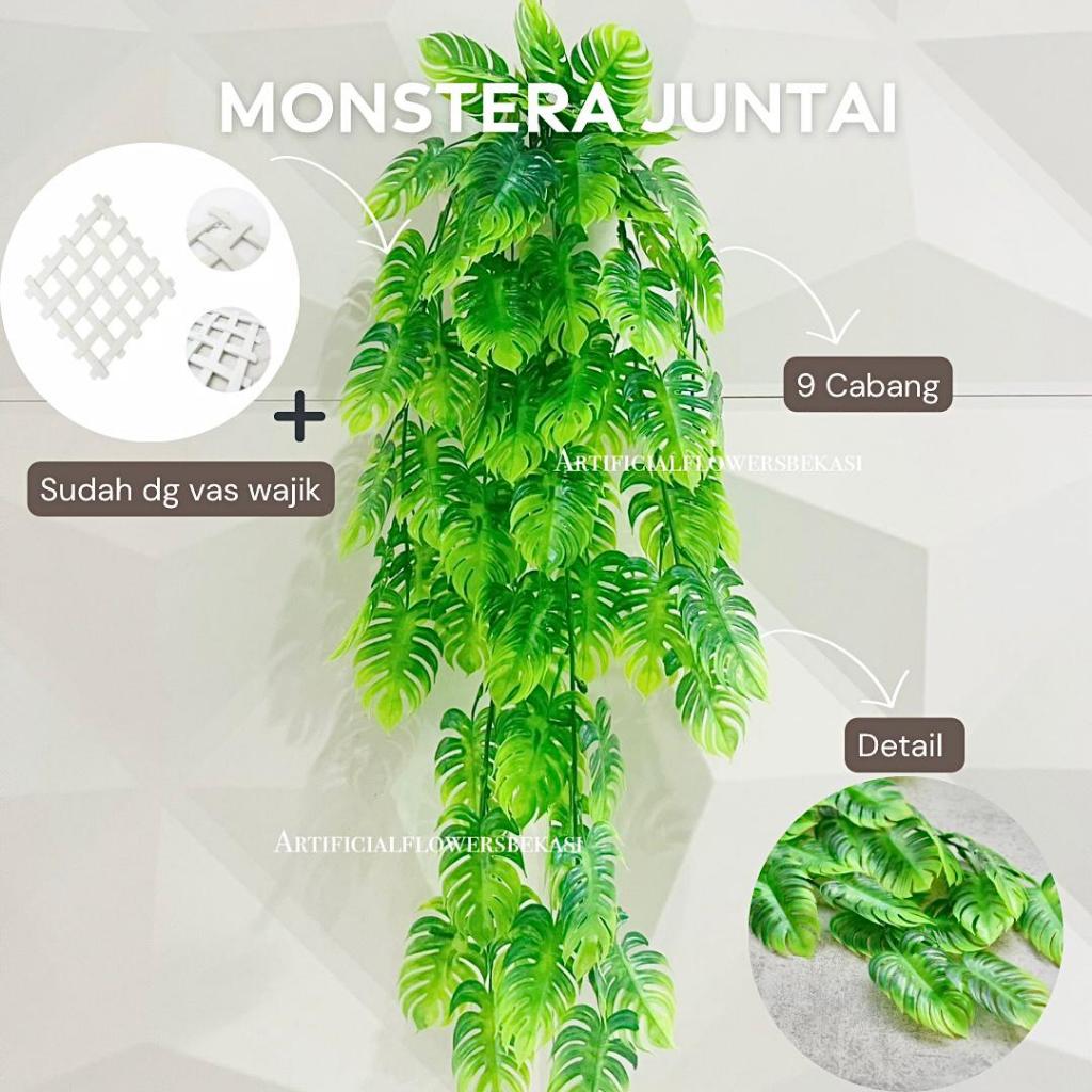 Jual DAUN MONSTERA VAS WAJIK monstera hijau juntai rimbun vas wajik ...