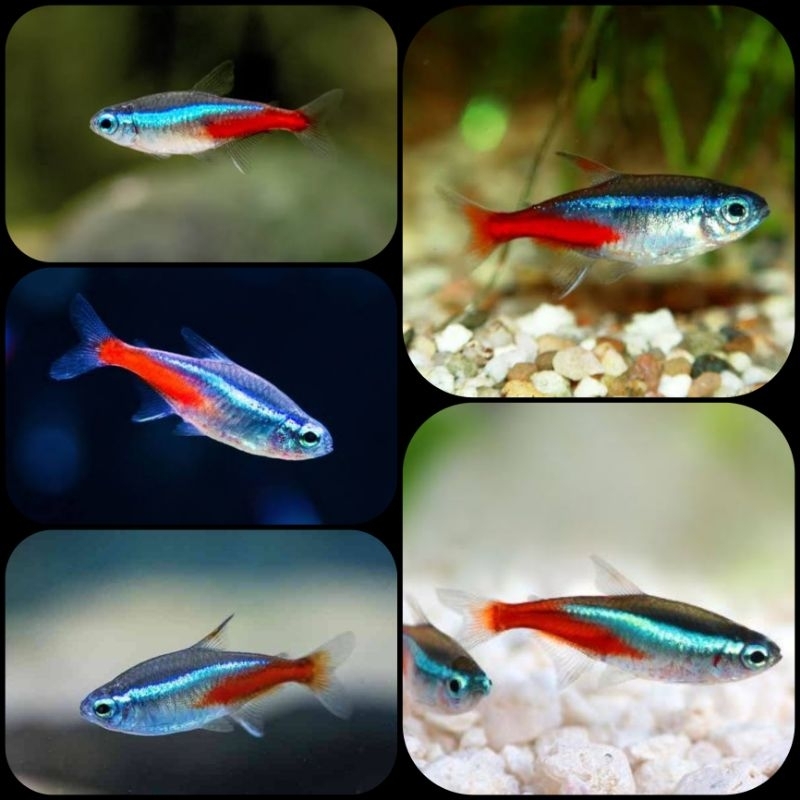 Jual ikan neon tetra untuk aquarium dan aquascape | Shopee Indonesia