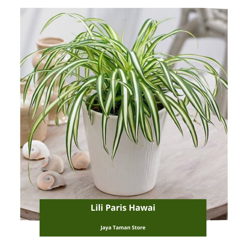 Jual Promo COD!!! Tanaman Hias Lili Paris Hawai - Lili Paris Mini ...
