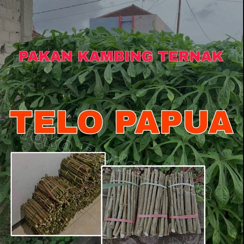 Jual TELO PAPUA TUA SUPER BIBIT | PAKAN TERNAK KAMBING | Shopee Indonesia