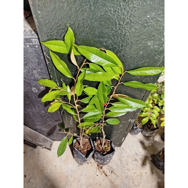 Jual Bibit Durian okulasi 1 meter(jenis tulis di opsional) | Shopee ...