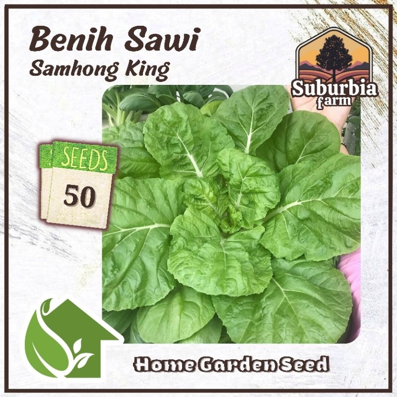 Jual 50 Biji Benih Sawi Samhong King | Shopee Indonesia