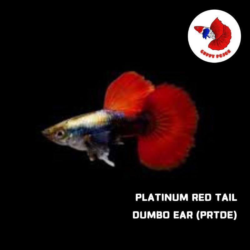 Jual Soliter Aquarium (Guppy Platinum Red Tail Dumbo Ear) PRTDE | Shopee Indonesia