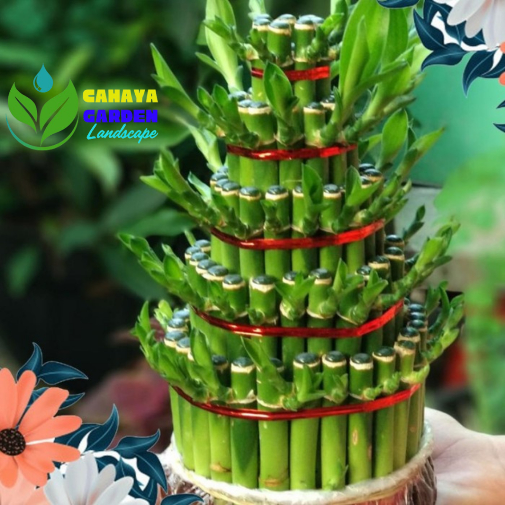 Jual Tanaman hias bambu hoki 3 susun / 3 tingkat - Tanaman bambu hoki ...