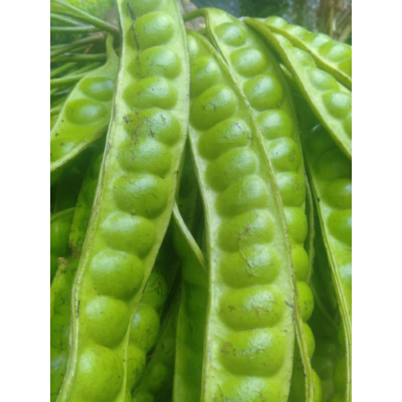 Jual PETE/PETAI PADI 10 PAPAN LONJOR TUA SUPER PILIHAN KUALITAS TERBAIK ...
