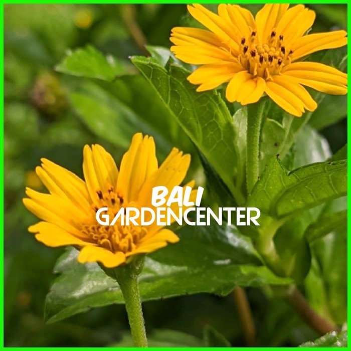 Jual Isi 30 Stek Batang Tanaman Hias Bunga Wedelia Chinensis - Wedelia ...