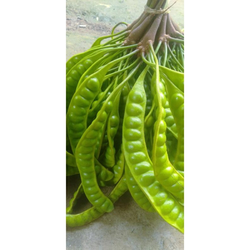 Jual PETE/PETAI PADI PENDEK ISI 40 PAPAN LONJOR TUA SUPER | Shopee ...