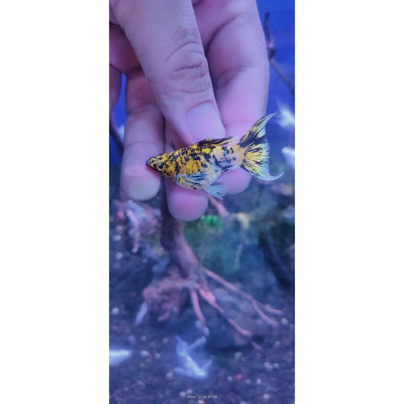 Jual IKAN HIAS MOLLY MARBLE MACAN CAGAK SIZE L | Shopee Indonesia