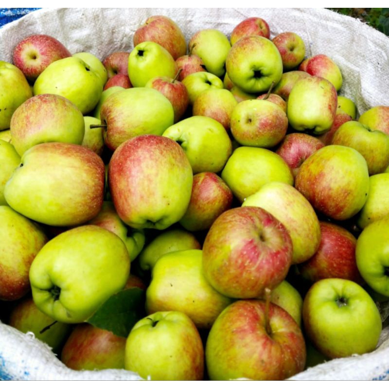 Jual Apel Ana ukuran sedang 1 kg | Shopee Indonesia