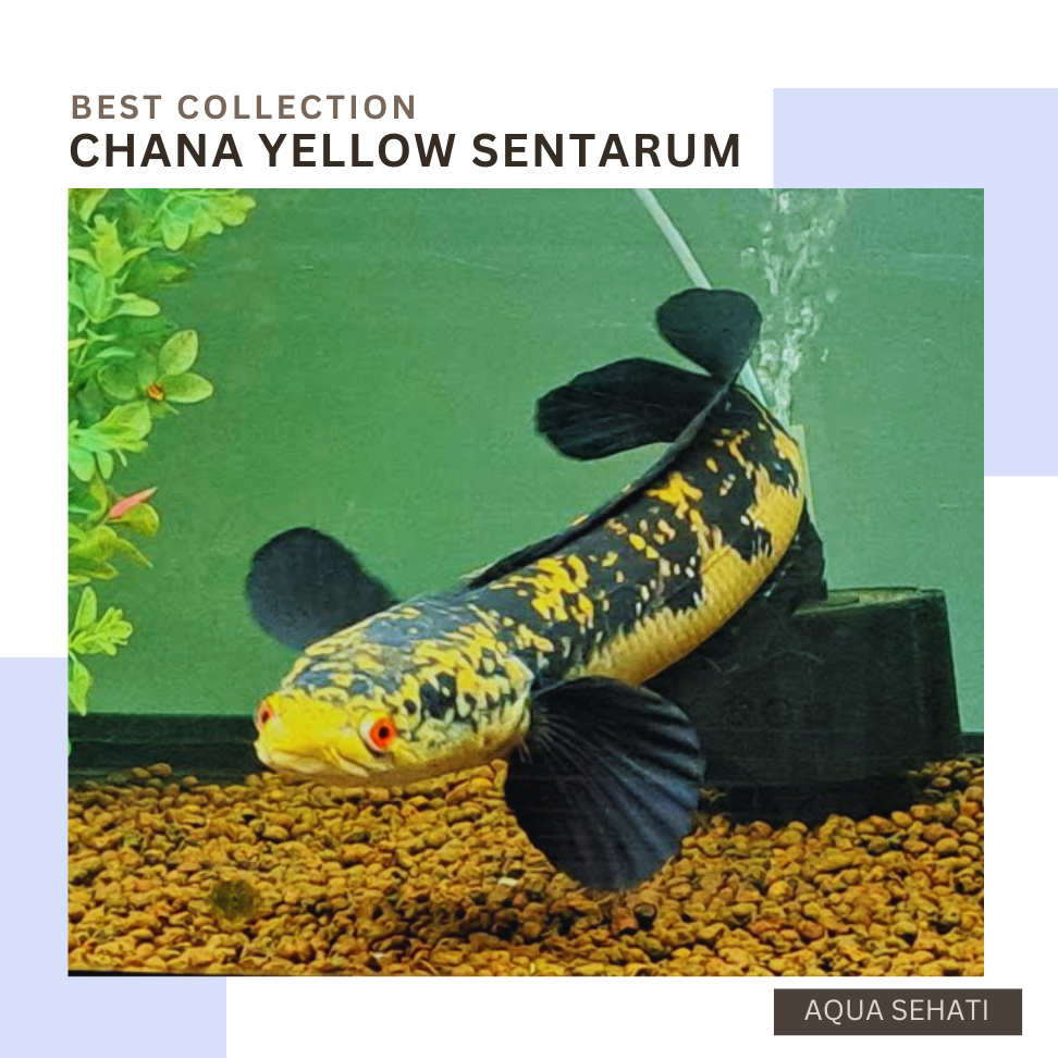 Jual Ikan Channa Chana Maru Yellow Sentarum / Maru YS Bibit Size 7-9 CM ...