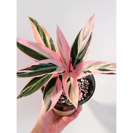 Jual Tanaman Hias Calathea | Calathea Multi Tricolor | Meranti Bali ...