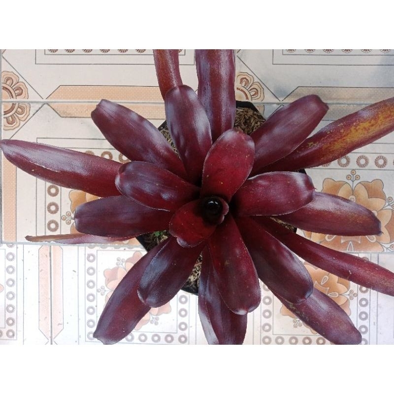 Jual tanaman bromelia black maroon stars indukan ( TOKO BARU INSYALLAH ...
