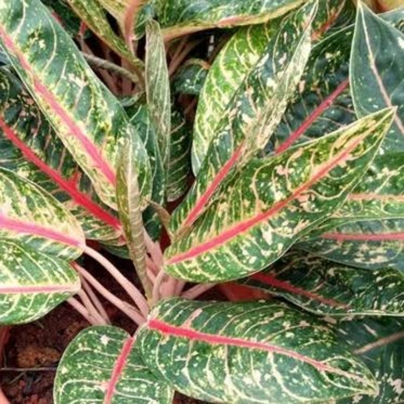 Jual Tanaman Hias Pohon Duit/Money Tree/Tanaman Hias Pacira | Shopee ...