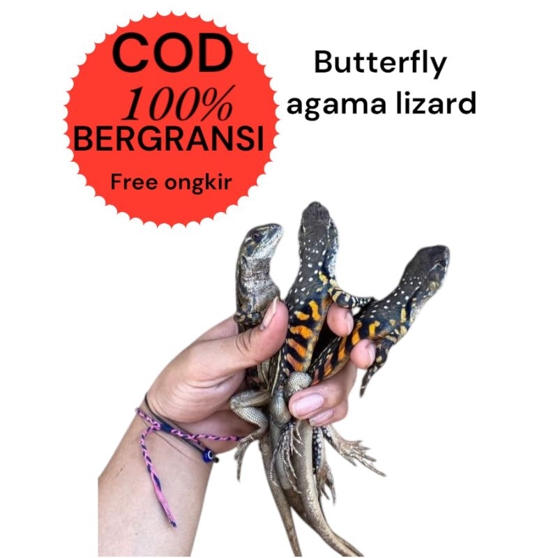 Jual butterfly agama - kadal kupu kupu hewan peliharaan hidup | Shopee ...