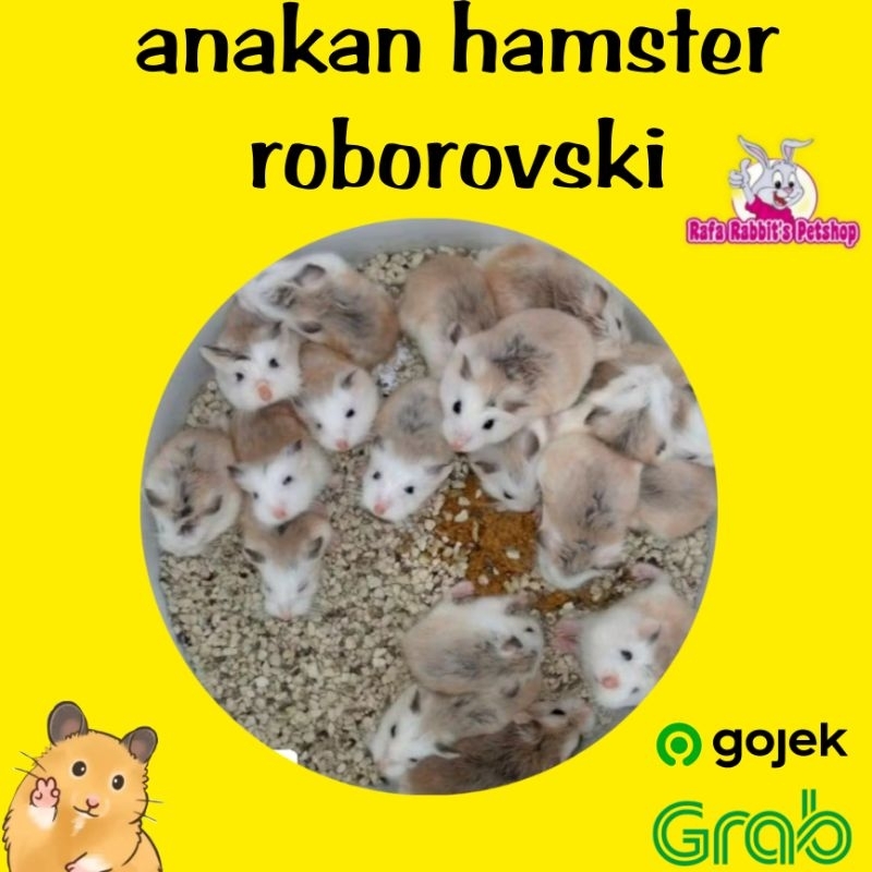 Jual ROBOROSKY HAMSTER LUCU IMUT TIDAK GIGI KHUSUS GOJEK | Shopee Indonesia
