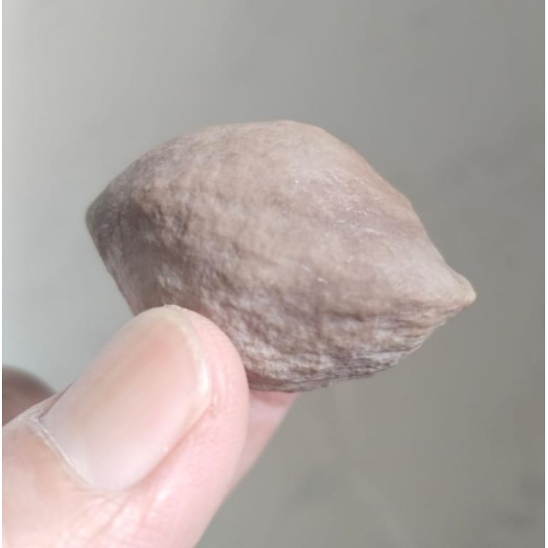 Jual Kemiri Adu Muncang Adu Wadas Induk Ori Urgen Tua Jatuhan | Shopee ...