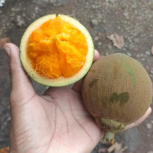 Jual Buah Cupa Cupa /Peru Sapote 1 kilo | Shopee Indonesia
