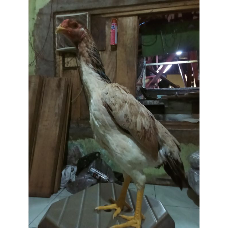 Jual ayam shamo siapan Jepang x eropa derean 6 bulan betina Siapan ...