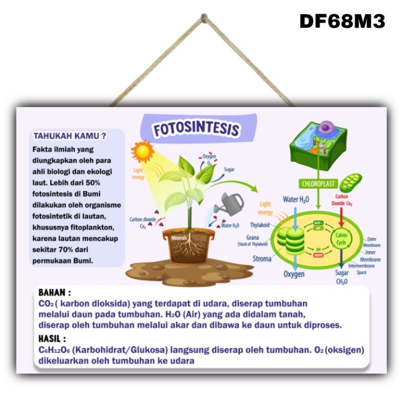 Jual Hiasan Dinding Poster INFOGRAFIS FOTOSINTESIS gantungan dinding ...
