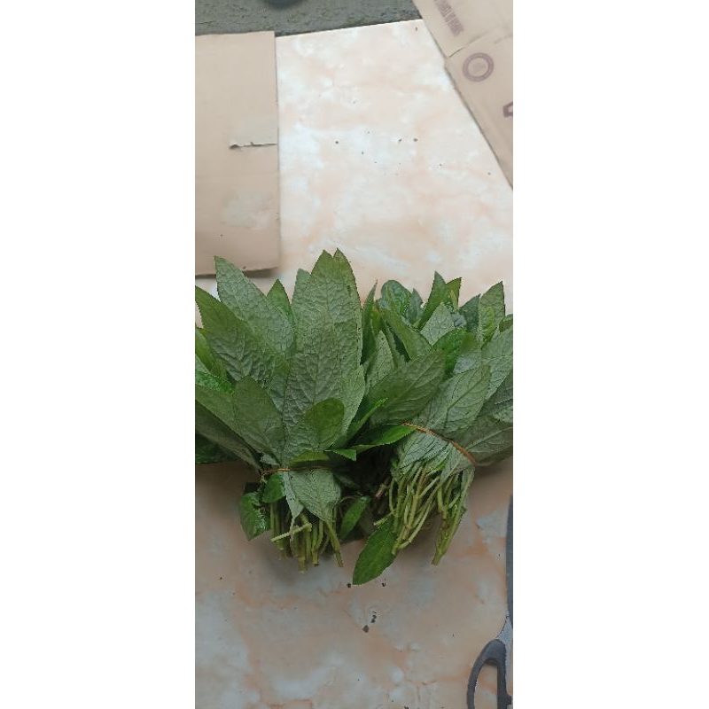 Jual Daun lalapan hijau Daun rendeu fres 1 ikat | Shopee Indonesia