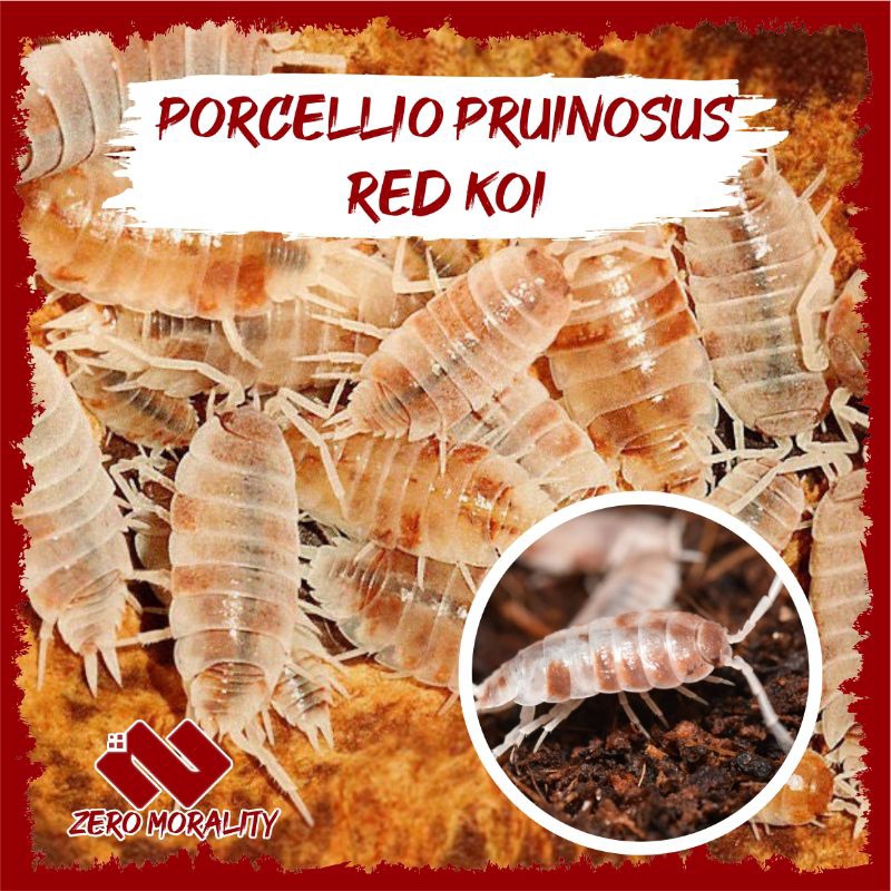 Jual ISOPOD PRUINOSUS RED & OREO | Shopee Indonesia