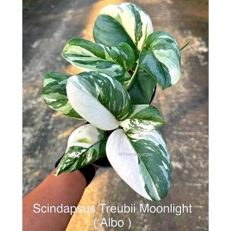 Jual Scindapsus Treubii Moonlight - Tanaman Hias Hidup - Tanaman Murah ...
