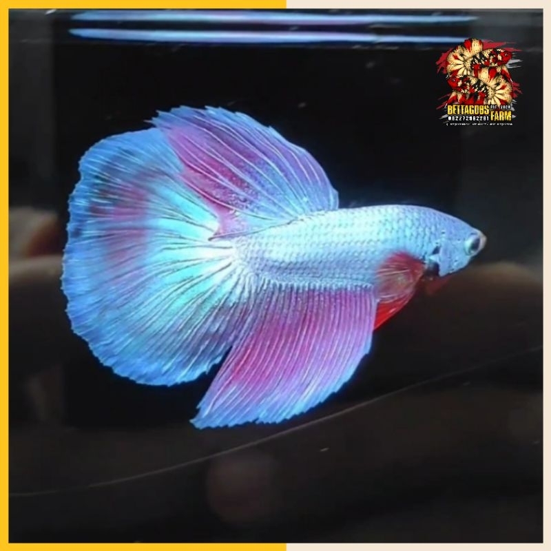 Jual Halfmoon Rainbow Betta | Shopee Indonesia