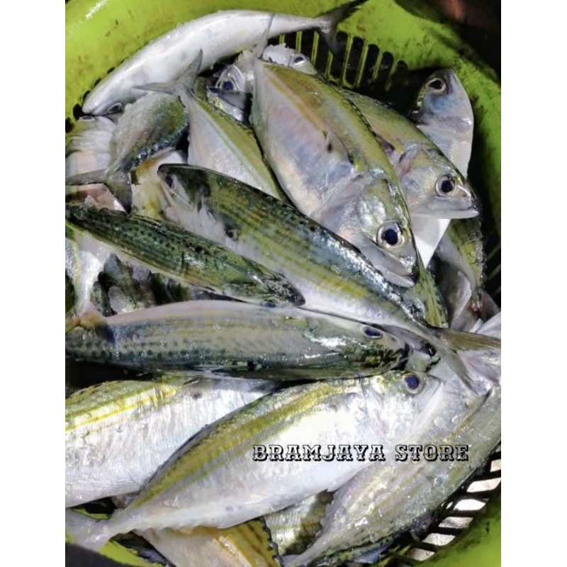 Jual Ikan Banyar Fresh / Peda Fresh DiBersihkan | Shopee Indonesia