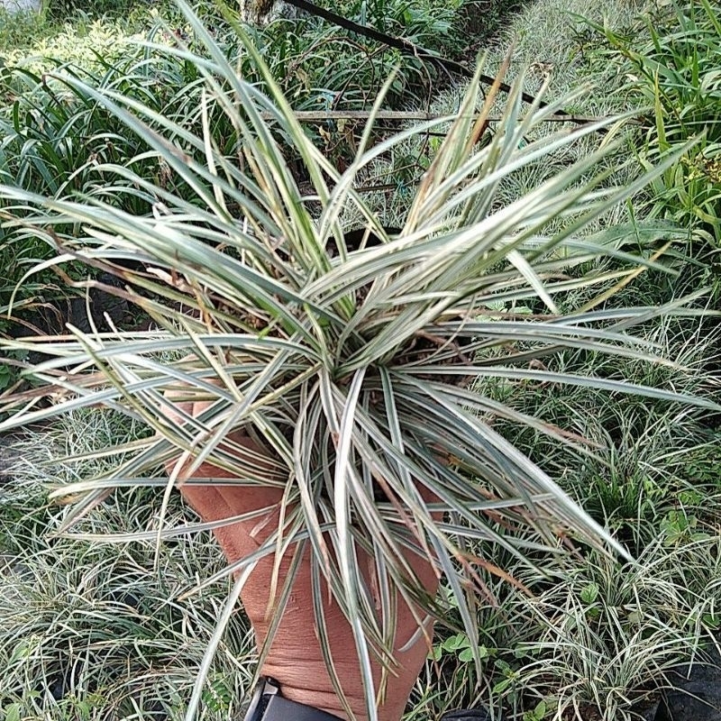 Jual TANAMAN HIAS KUCAI MINI VARIGATA / PUTIH ( BELI 5 GRATIS 1 ...