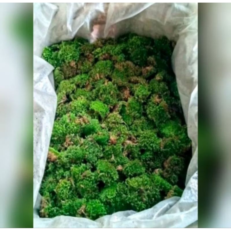 Jual 1 kg lumut moss mutiara paludarium-terrarium-aquascpe-tanamanair ...