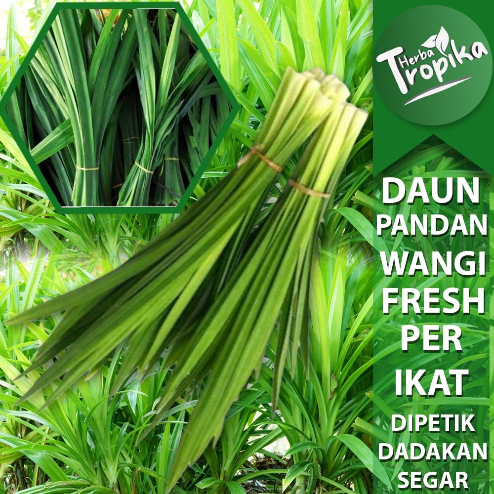Jual Daun Pandan Segar Per ikat isi 10 sampai 15 helai toko herba ...