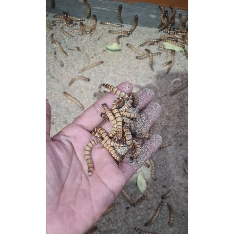 Jual Ulat Jerman hidup 1000g | Shopee Indonesia