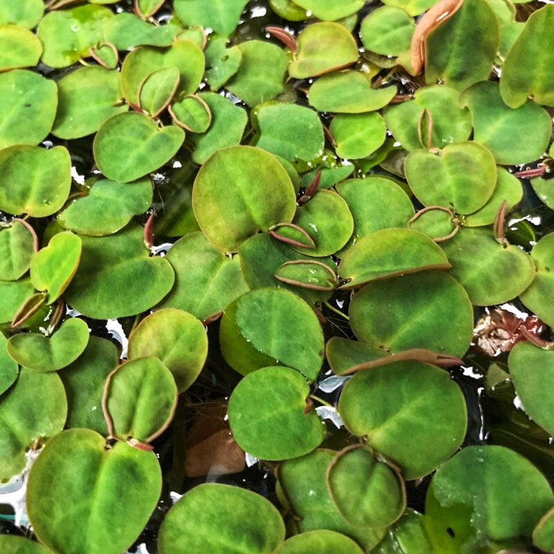 Jual Frogbit Merah Amazon RARE RED ROOT FLOATING PLANT / PHYLLANTHUS ...