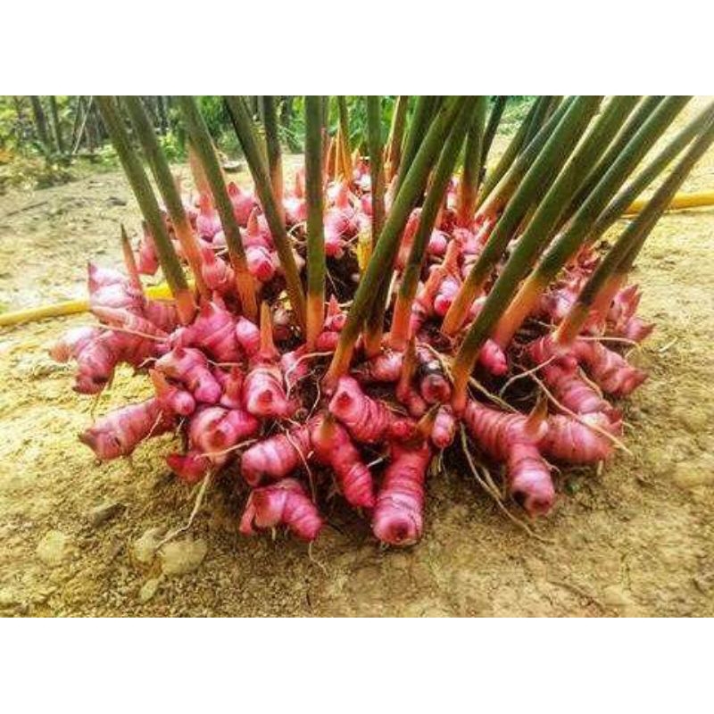 Jual lengkuas/laja merah Rp 1/2 kg | Shopee Indonesia