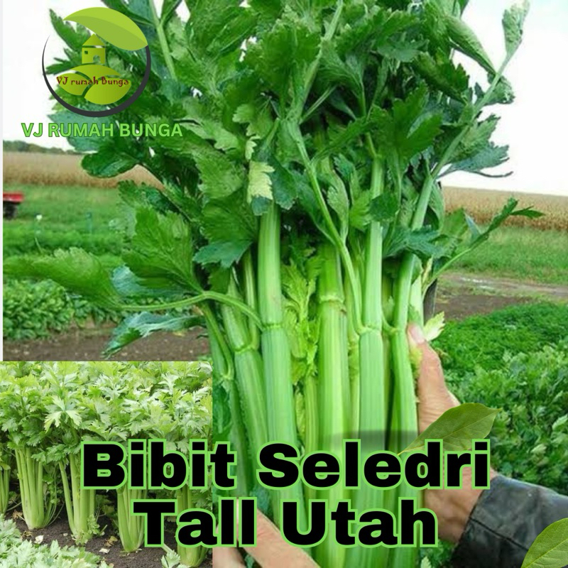 Jual Benih Seledri batang besar Seledri Tall Utah | Shopee Indonesia