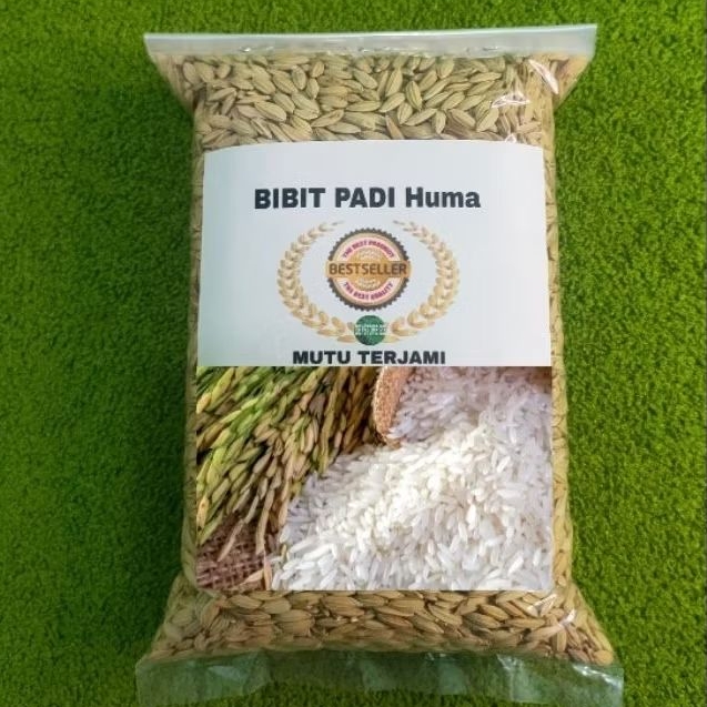 Jual PADI HUMA DARAT Bibit padi huma darat beras putih 500 grm | Shopee ...