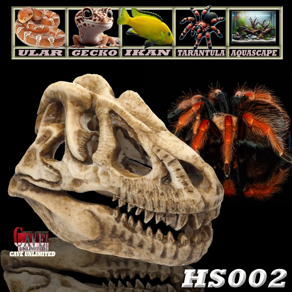 Jual HS002 HIDING SKULL TYRANNOSAURUS T-REX TENGKORAK DINOSAURUS TEMPAT ...