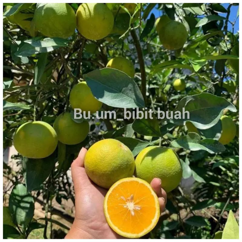 Jual bibit tanaman jeruk baby java navel madu berbuah | Shopee Indonesia
