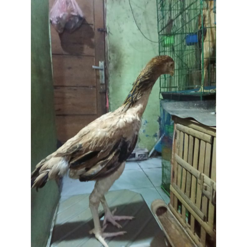 Jual ayam shamo jepang x eropa siap ternak mau fakum dulu di ayam.jual ...